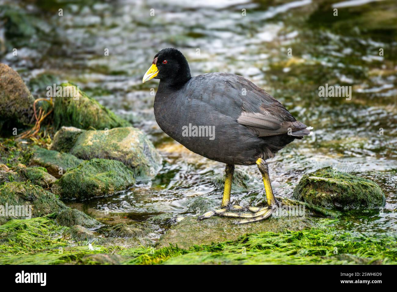 Black Waterbird Andean Coot (Fulica ardesiaca) on the Shoreline of Lake ...