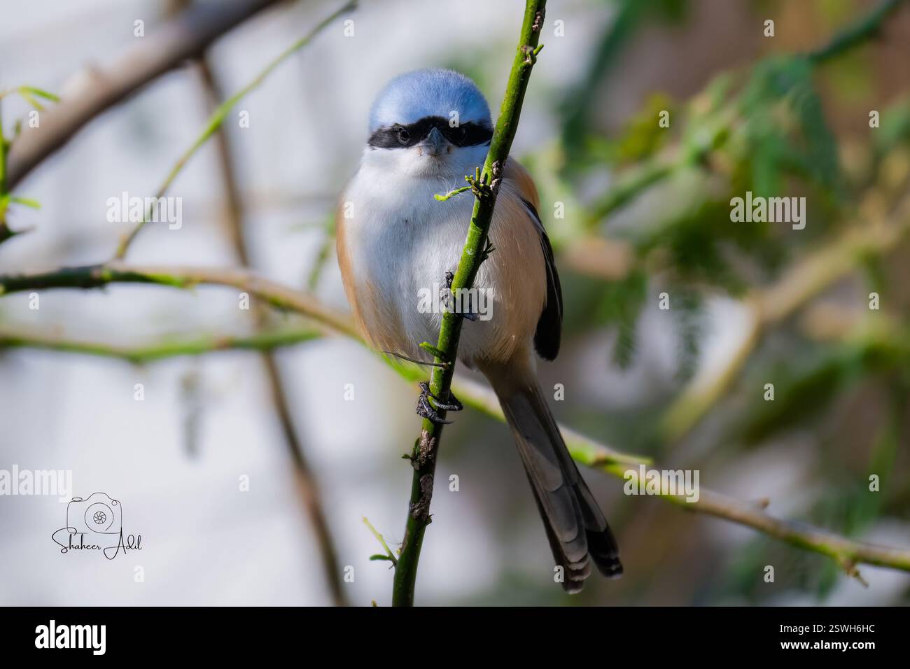 Bird brown shrike on tree hi-res stock photography and images - Alamy