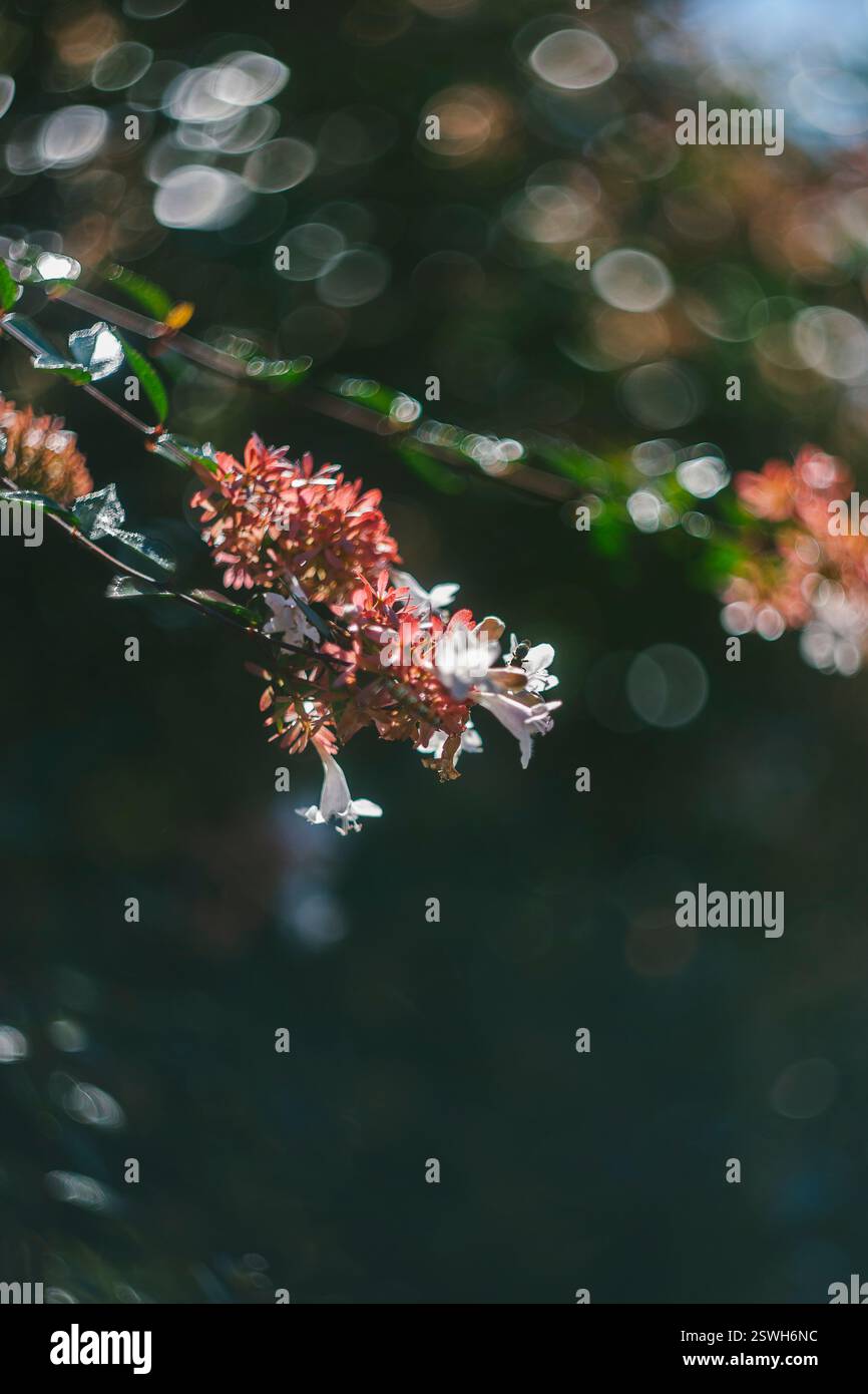 Tender blooms hi-res stock photography and images - Alamy