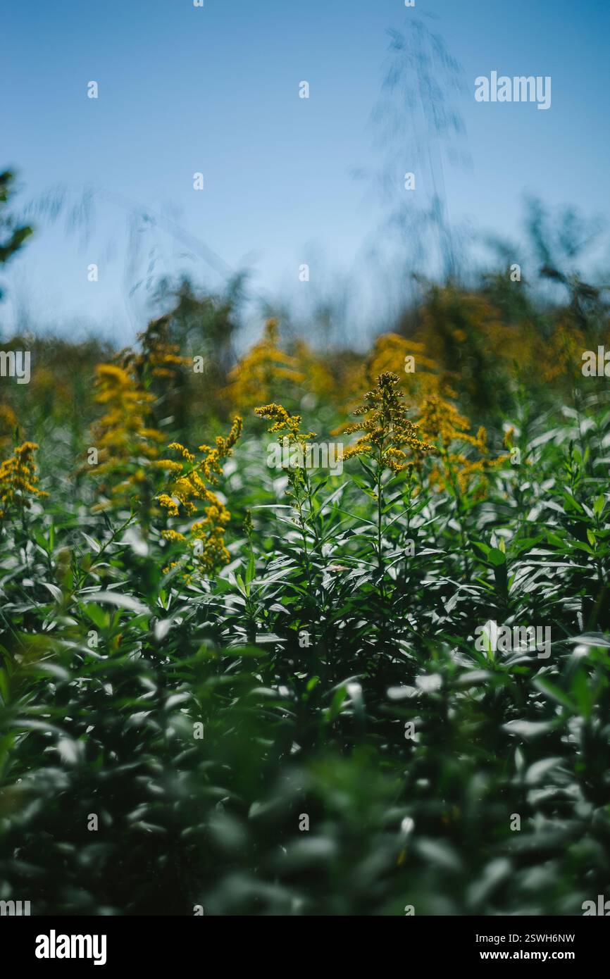 Goldenrod in bloom hi-res stock photography and images - Alamy