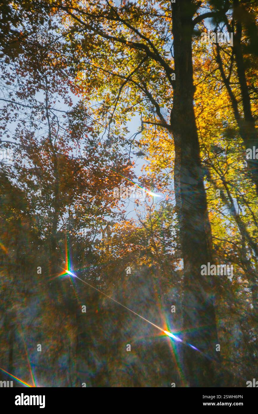 Golden Fall Leaf Colors of the Woods in Autumn Stock Photo - Alamy