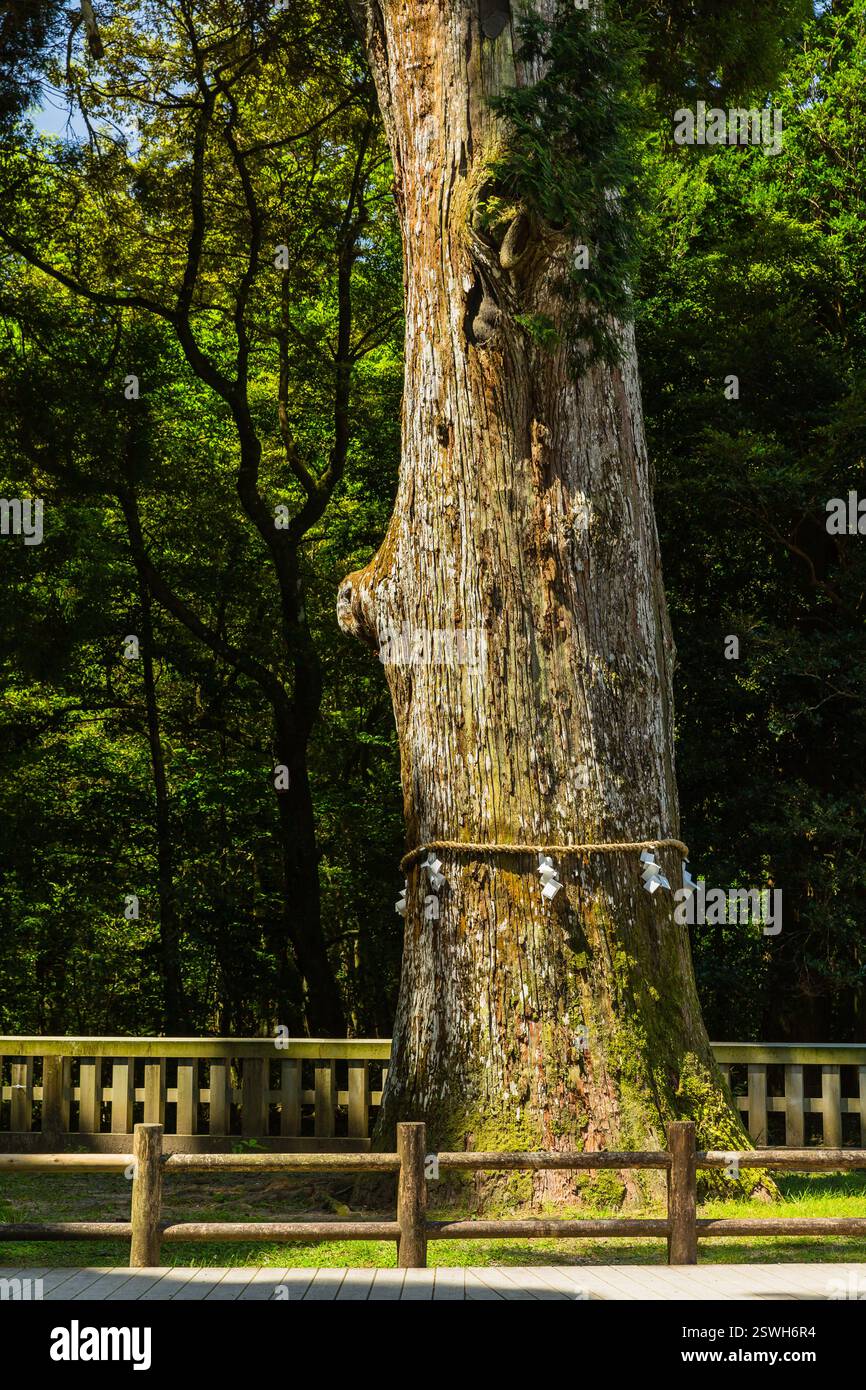 The sacred tree of Kirishima Jingu Shrine in Kirishima City, Kagoshima ...
