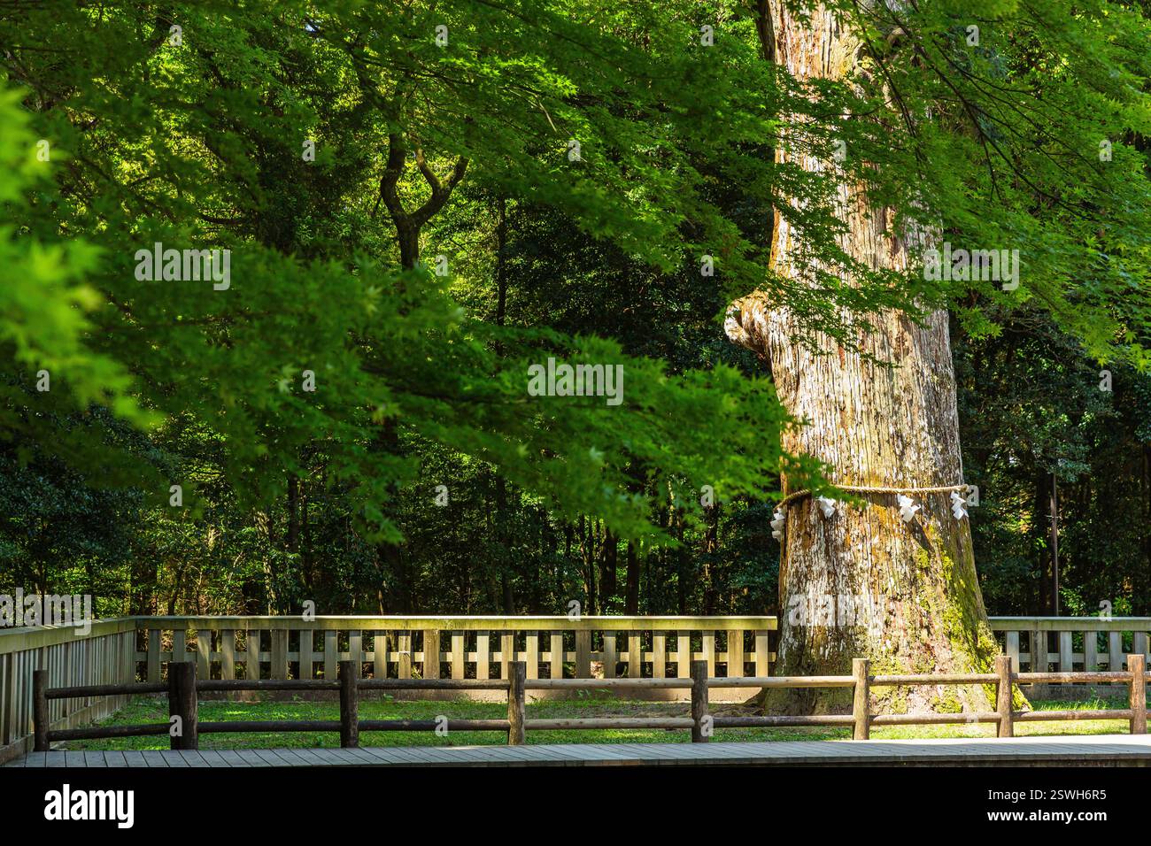 The sacred tree of Kirishima Jingu Shrine in Kirishima City, Kagoshima ...