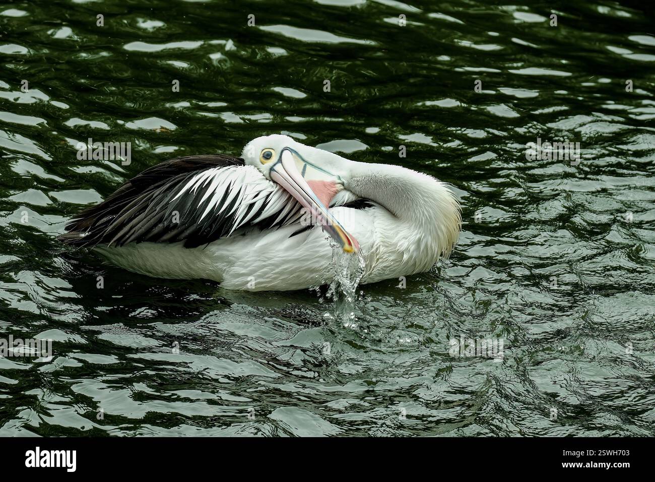Australian Pelican bathing on the pond Stock Photo - Alamy