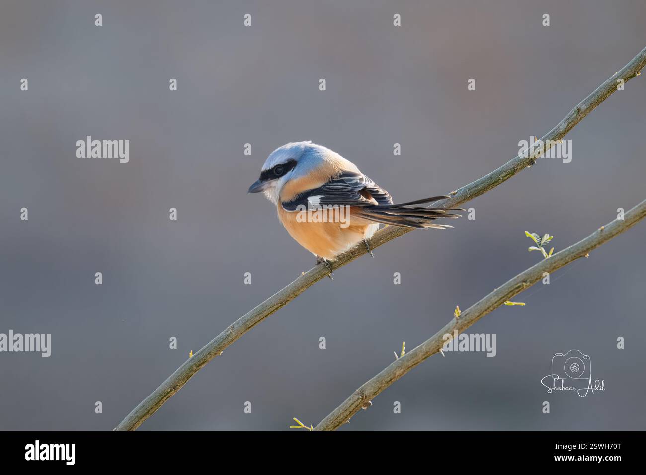 Bird brown shrike on tree hi-res stock photography and images - Alamy