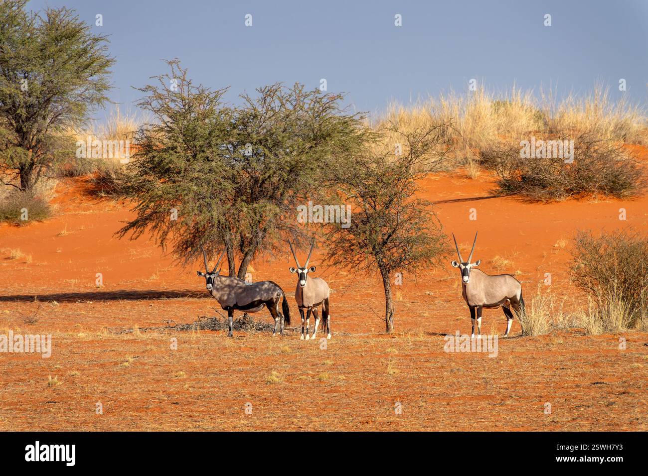 namibia; oryx; gemsbok; namib; desert; sesriem; namib-naukluft ...