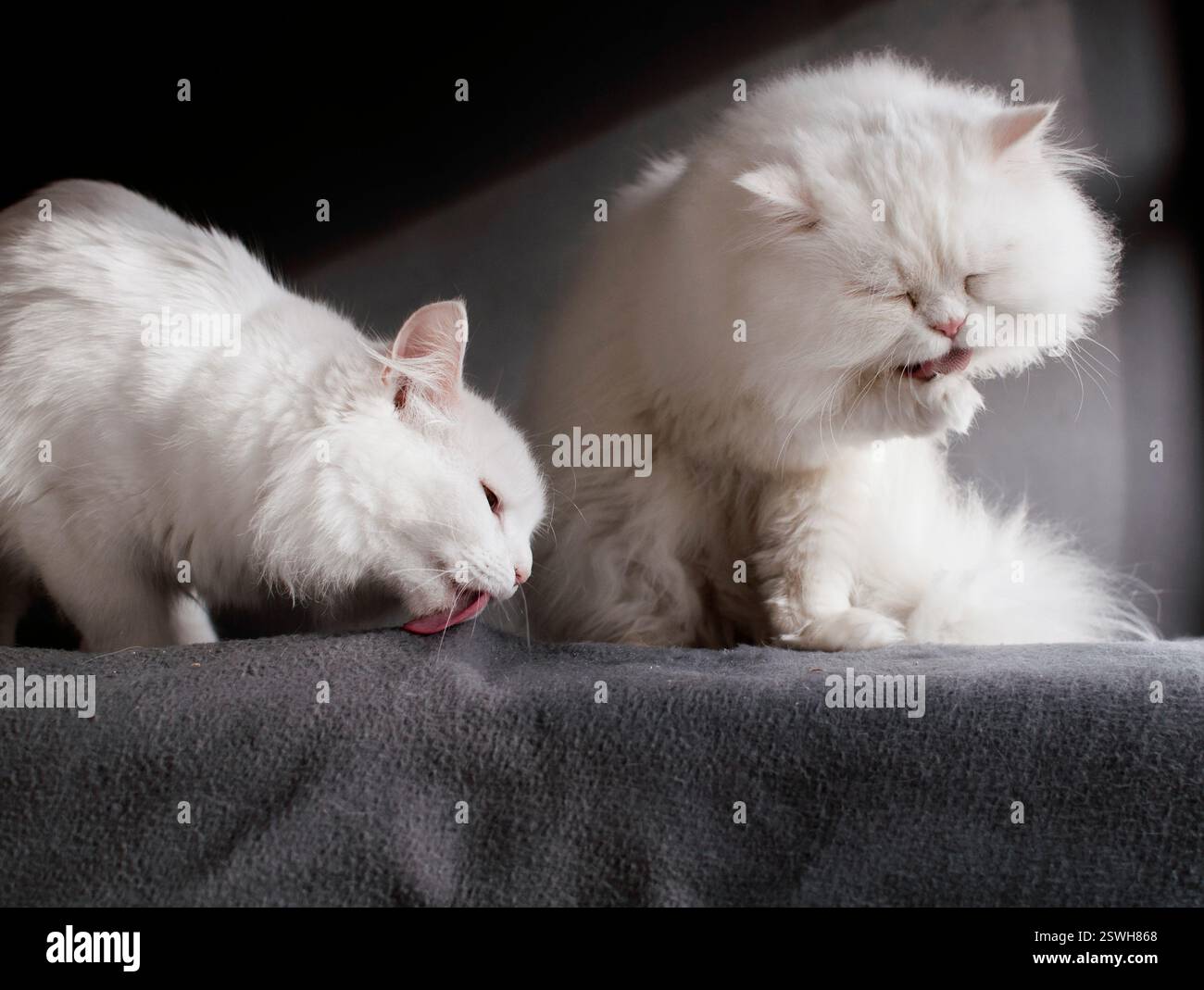 Two White Cats Next to Each Other Stock Photo - Alamy