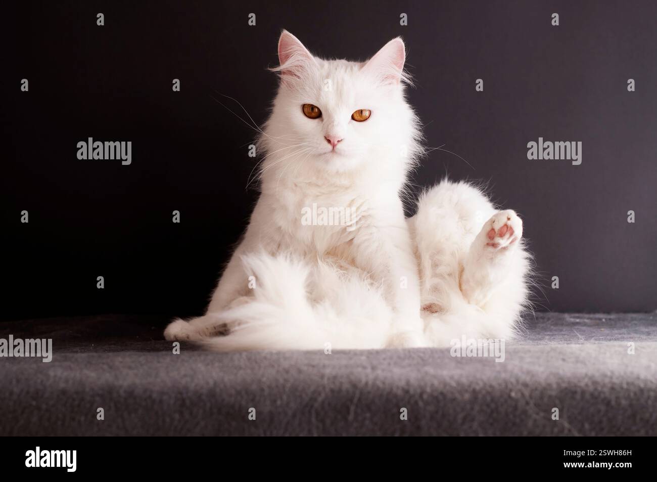 Beautiful Turkish Angora Cat in an Awkward Position Stock Photo - Alamy
