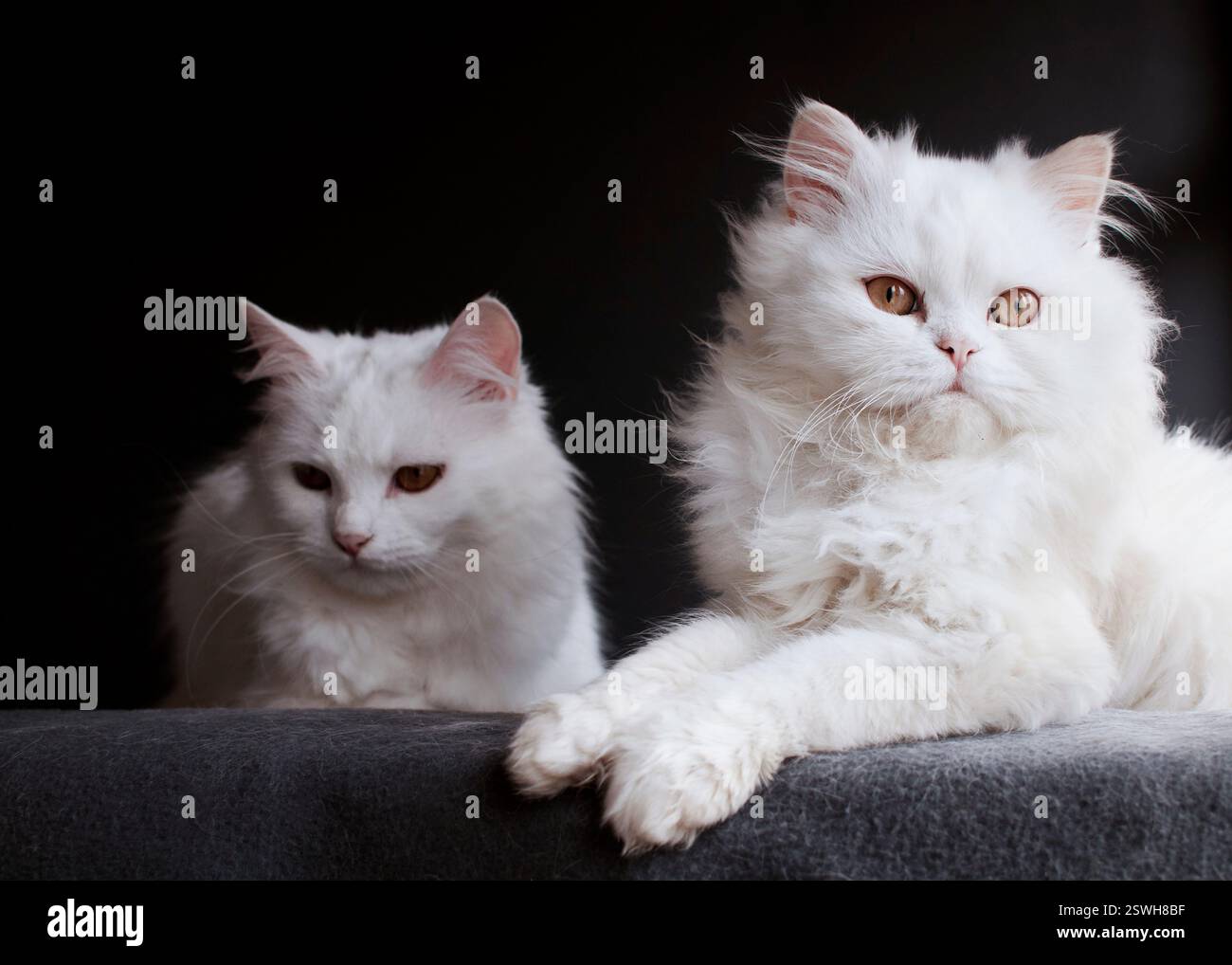 Two White Cats Relaxing Next to Each Other Stock Photo - Alamy