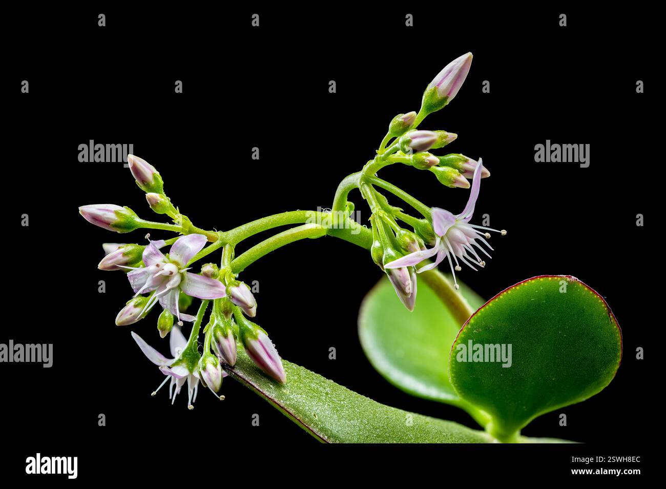 Green Succulent Plant with Budding Flowers black background Stock Photo ...