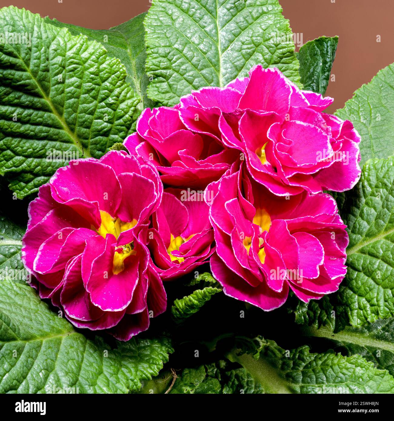 Close up red primula hi-res stock photography and images - Alamy