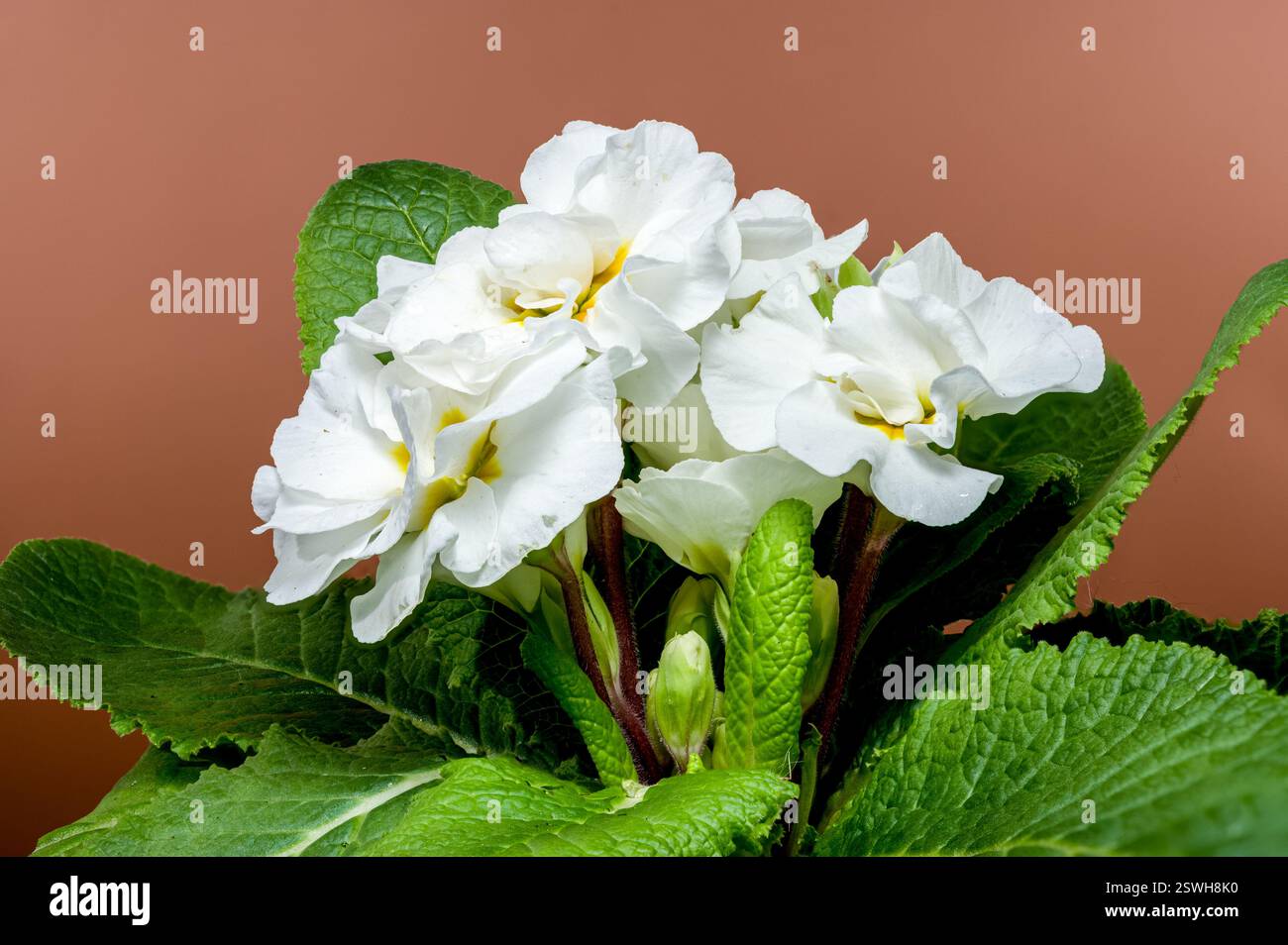 Close-up of white primula flowers with ruffled petals and green leaves ...