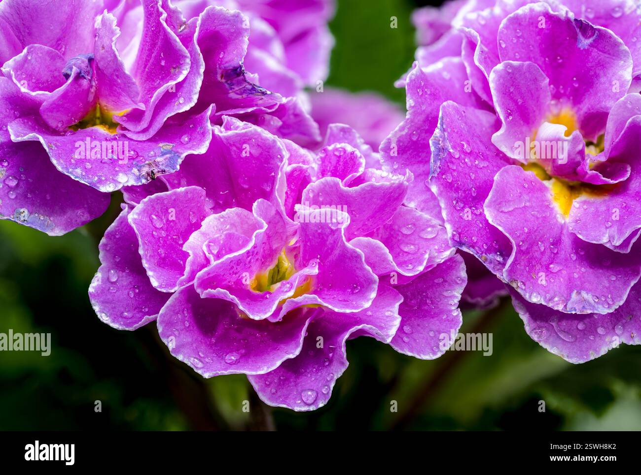 Violet primula hi-res stock photography and images - Alamy