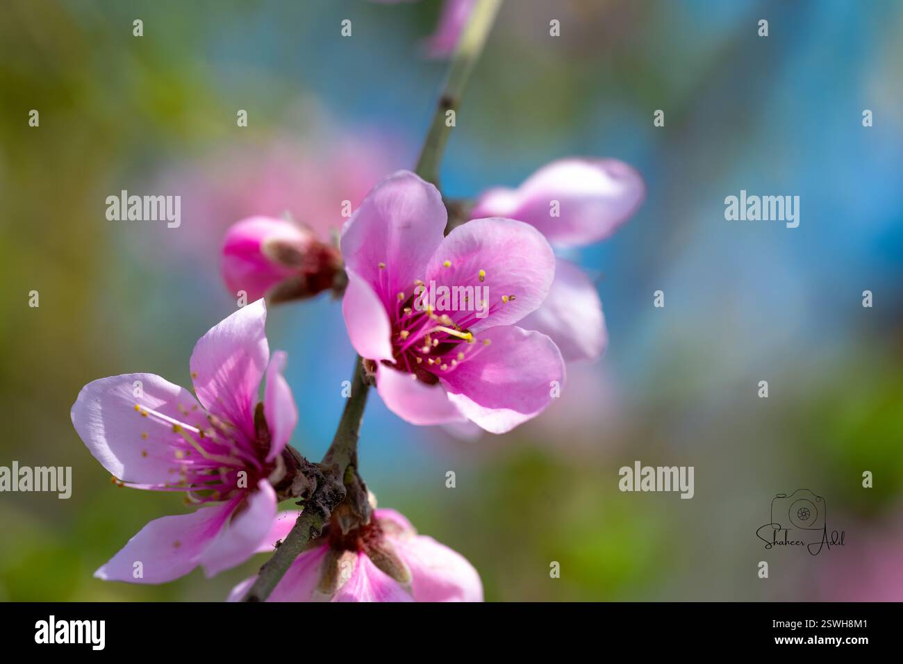 Pink spring hi-res stock photography and images - Alamy