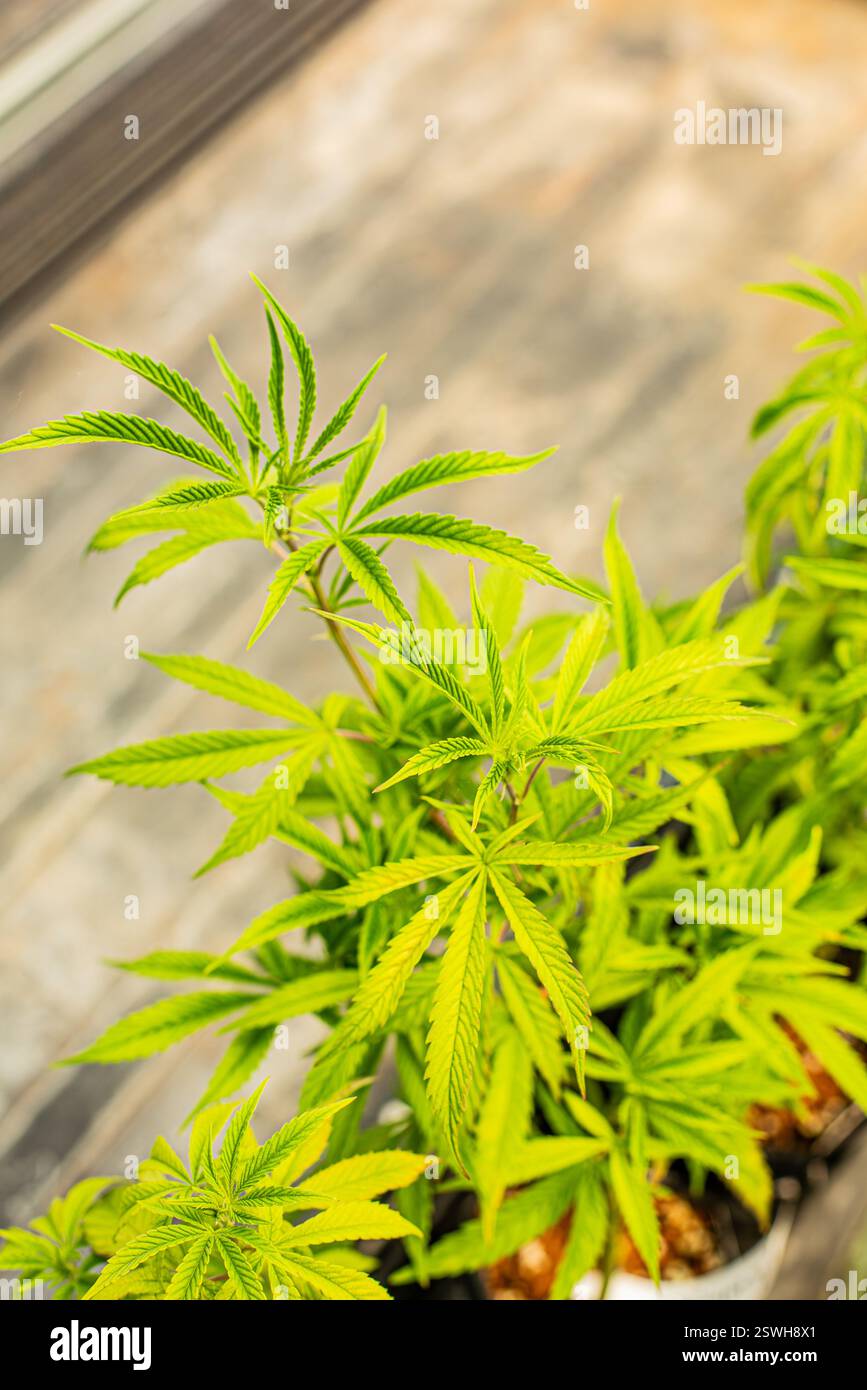 Cannabis bud on an Indoor grow facility farm Stock Photo - Alamy