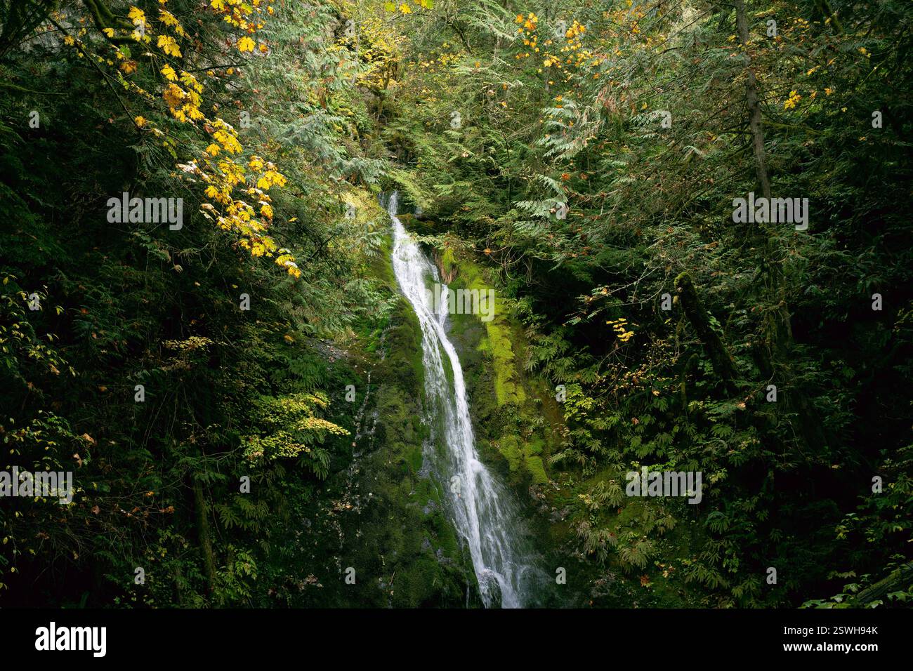 Autumn Colors at Madison Falls, Olympic National Park Stock Photo - Alamy