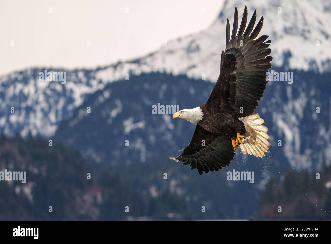Bald Eagle Flying With Recent Fish Catch Stock Photo - Alamy