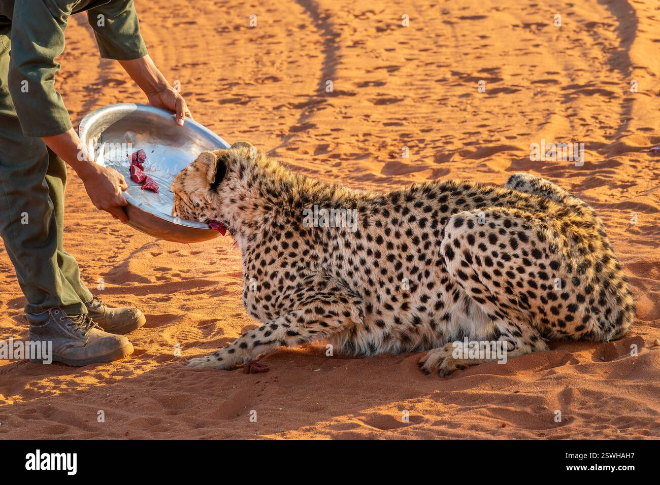 Man feeding a rescued cheetah in a cheetah sanctuary, Kamahari desert ...