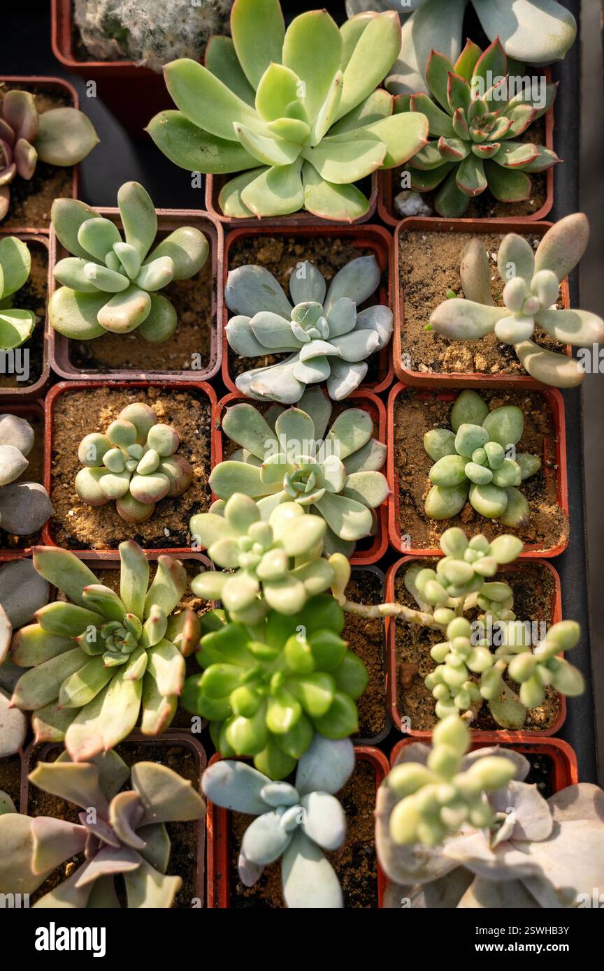 Variety of succulents in terracotta clay pots. Collection of potted ...