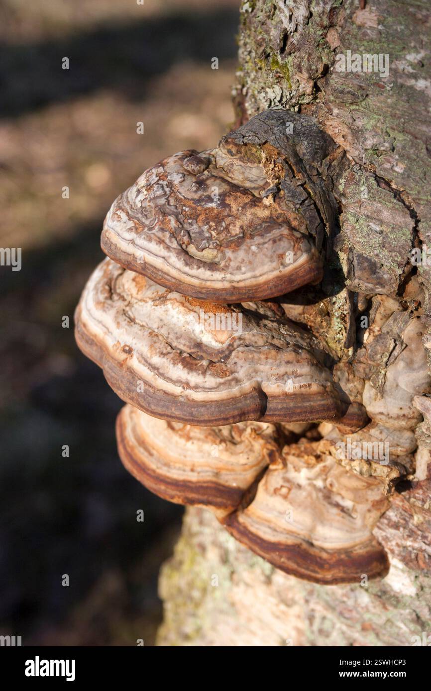 Betula Pendula - birch tree with Piptoporus betulina - Birch Polypore ...