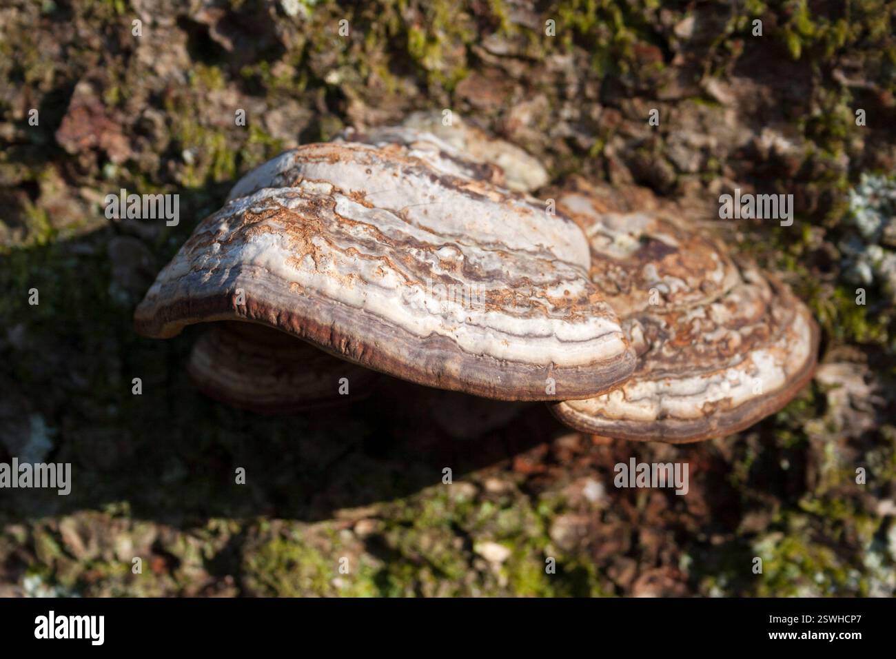 Betula Pendula - birch tree with Piptoporus betulina - Birch Polypore ...