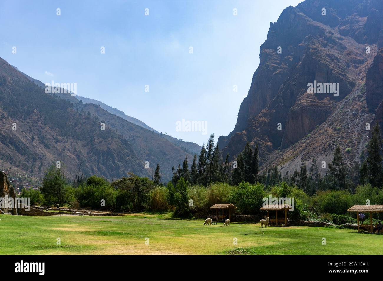 Alpacas and llamas standing in a green field with historic Inca ruins ...
