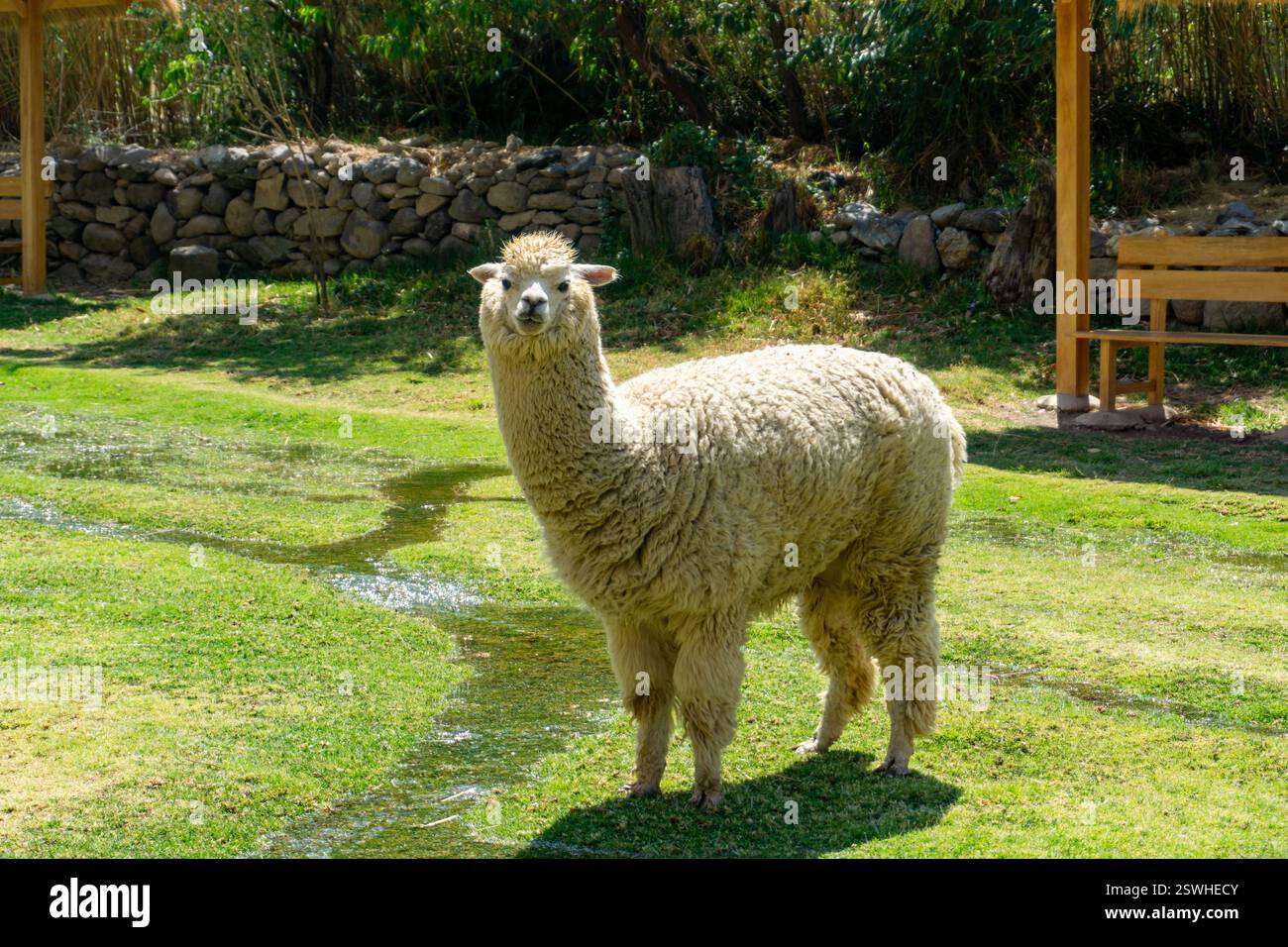 Alpaca walking peacefully near traditional Andean ruins in ...