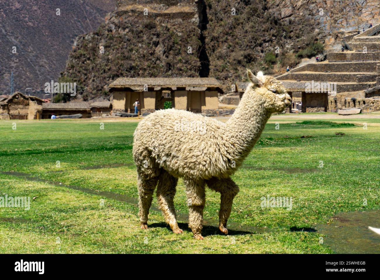 Charming alpaca at the base of ancient Inca ruins in the scenic Sacred ...