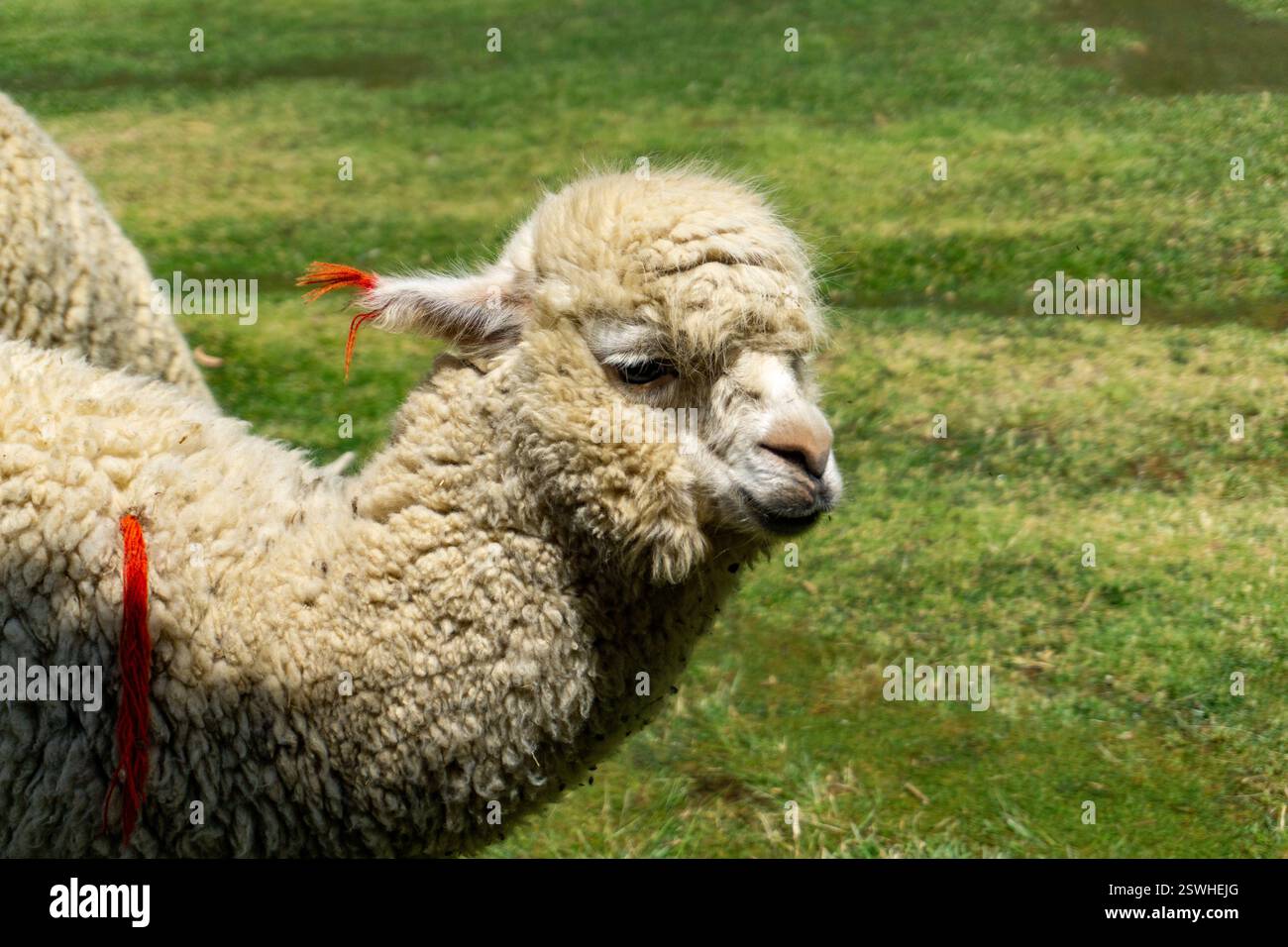 Peruvian alpaca near in Ollantaytambo in the Sacred Valley Peru Stock ...