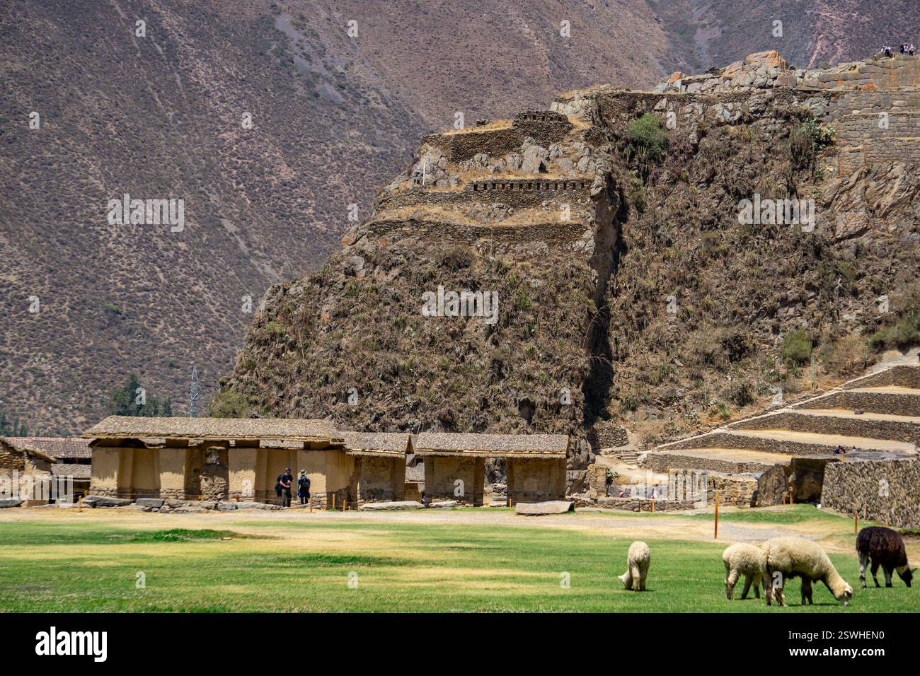 Alpaca and llama posing with historic Inca walls and terraces at ...