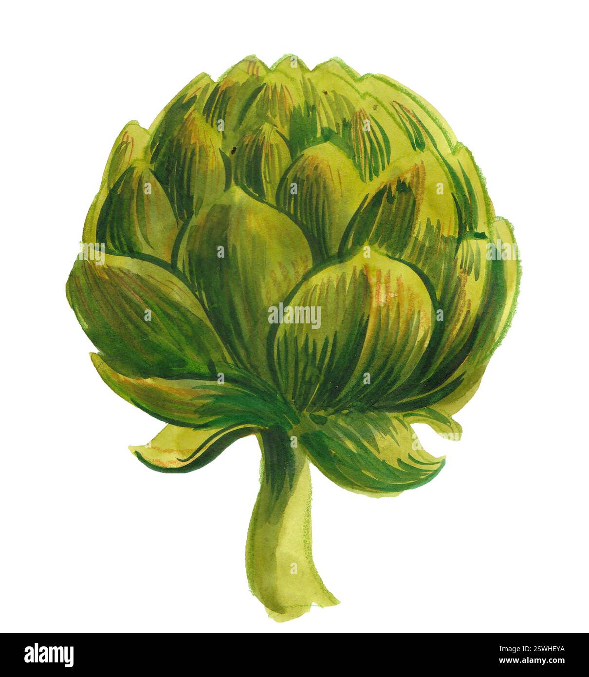 artichoke. Hand drawn watercolour illustration Stock Photo - Alamy