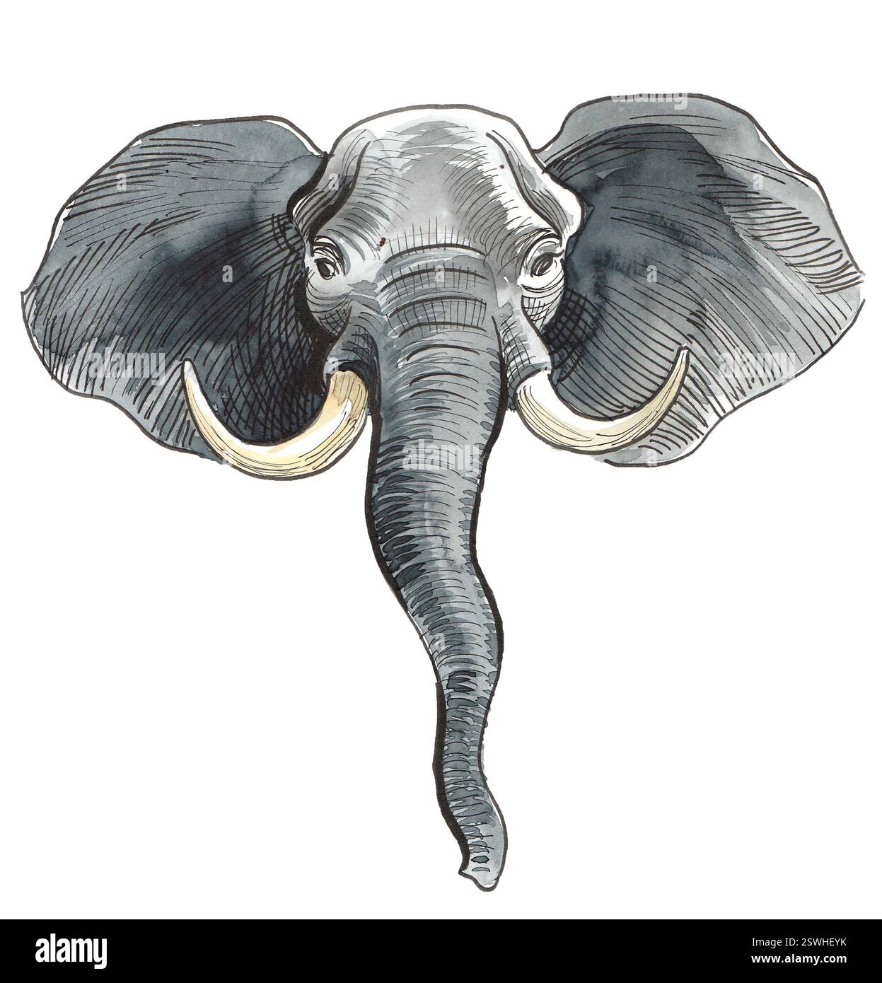 Elephant head. Hand drawn watercolour illustration Stock Photo - Alamy