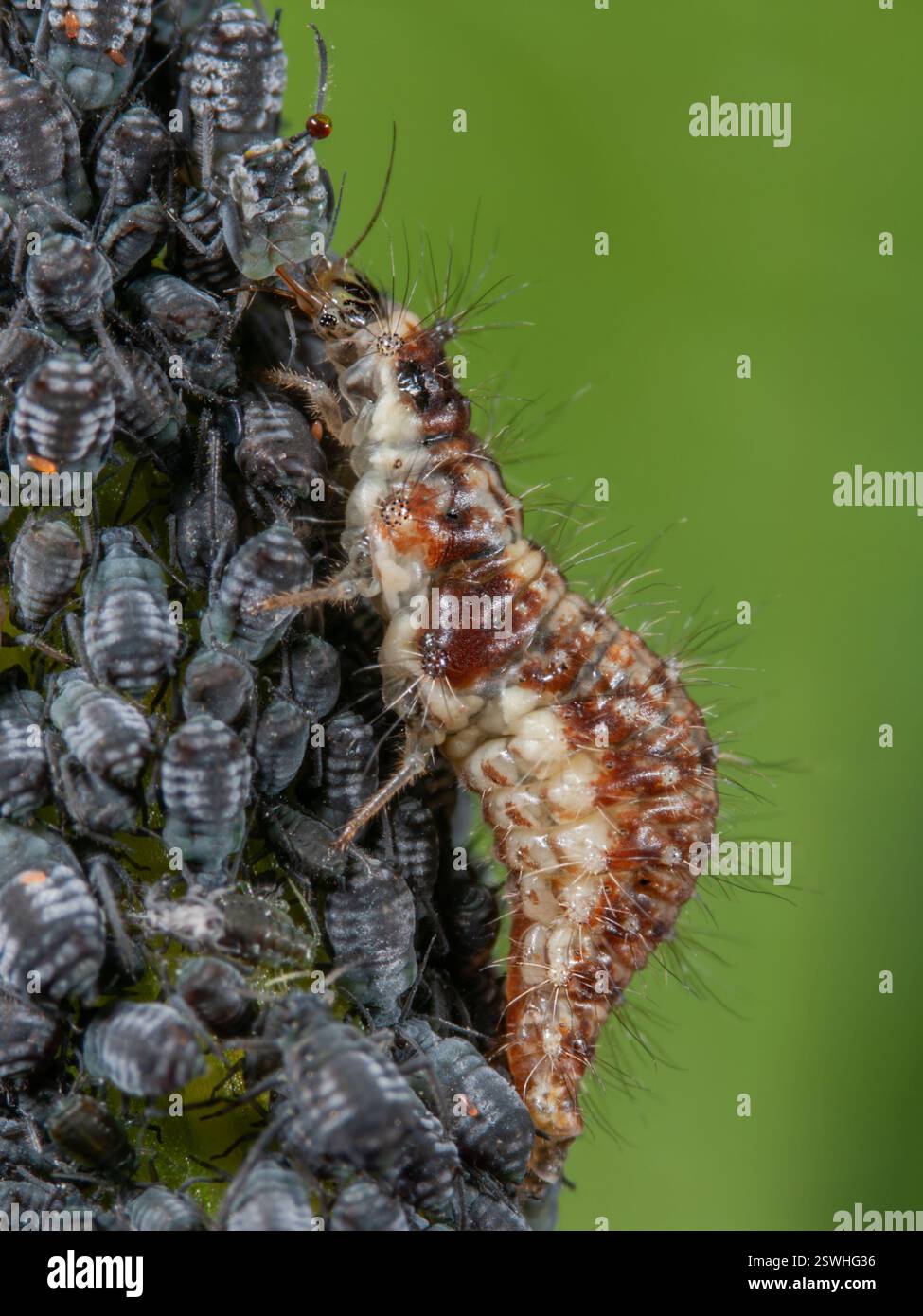 Larva of a lacewing eats plant aphid, Lacewing larva eats aphid Stock Photo - Alamy