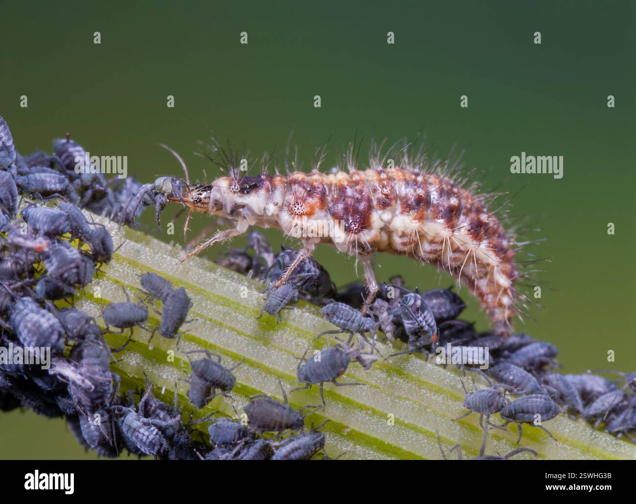 Larva of a lacewing eats plant aphid, Lacewing larva eats aphid Stock Photo - Alamy