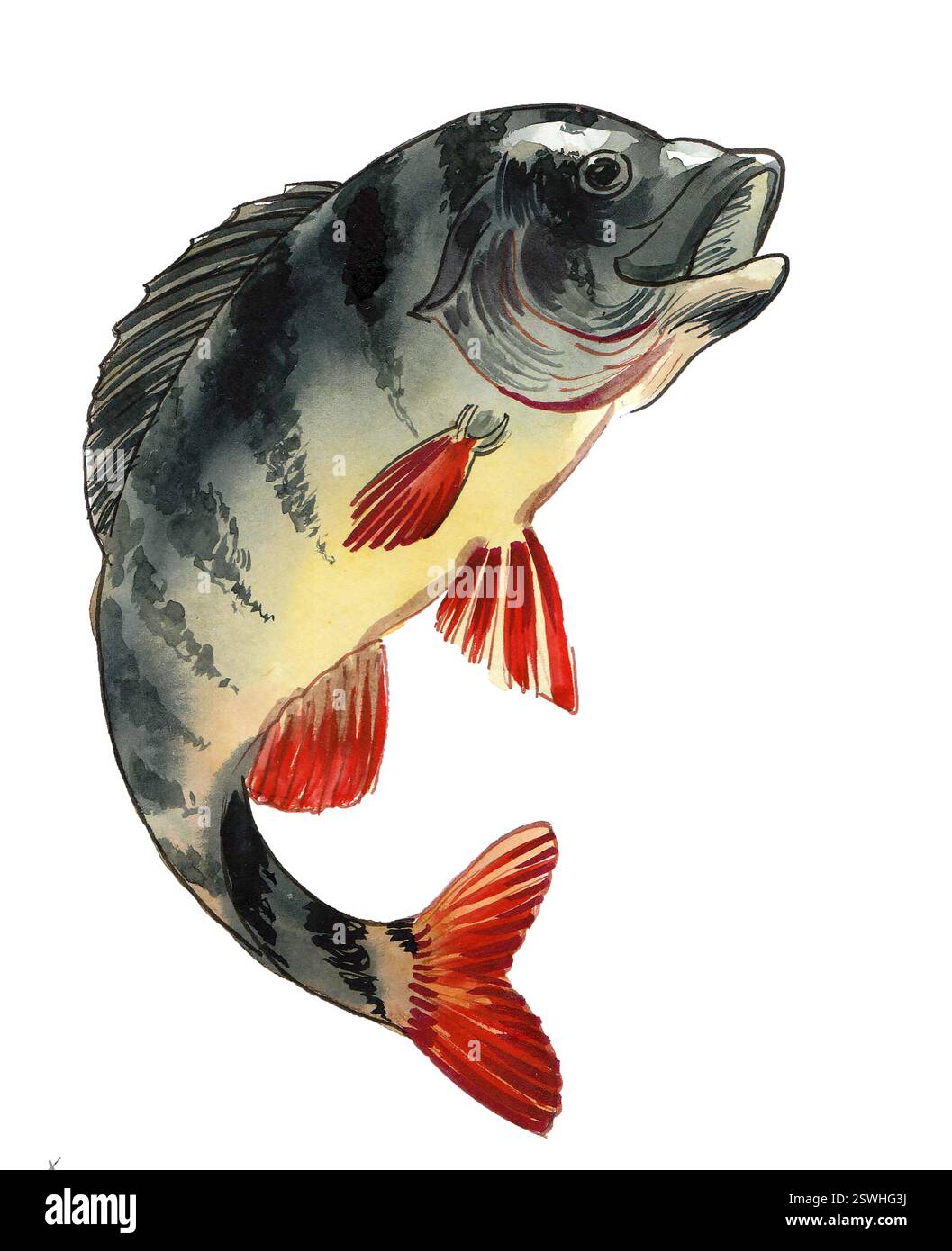 Leaping fish. Hand drawn watercolour illustration Stock Photo - Alamy