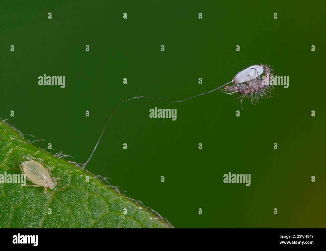 Lacewing larva sitting on its egg, lacewing larva hatching from the egg ...