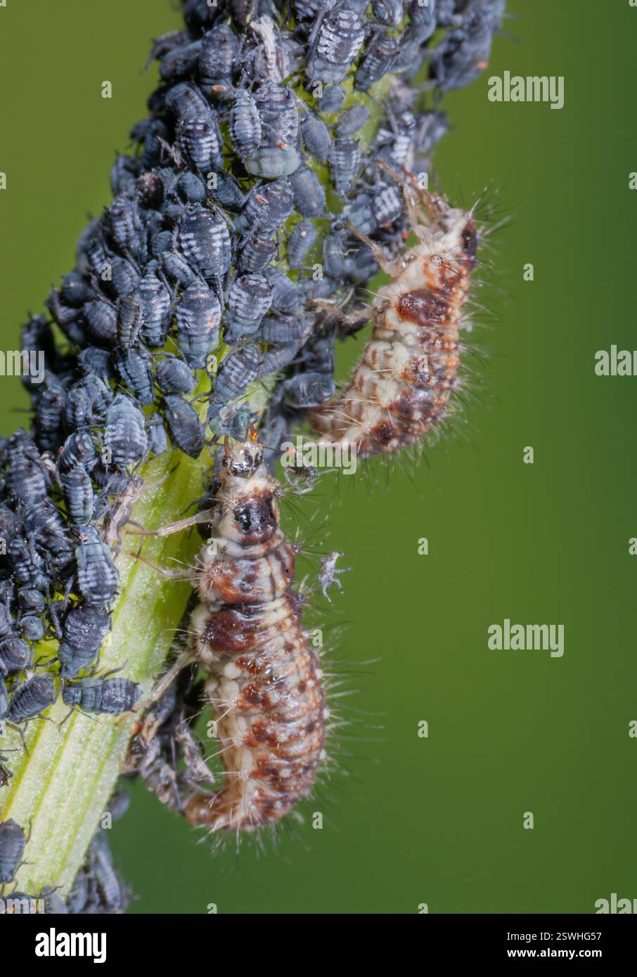 Lacewing larvae eat aphids, Lacewing larvae feed on aphids, Lacewing ...