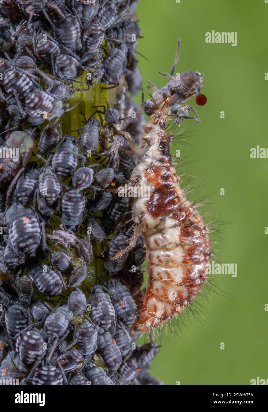 Larva of a lacewing eats plant aphid, Lacewing larva eats aphid Stock ...