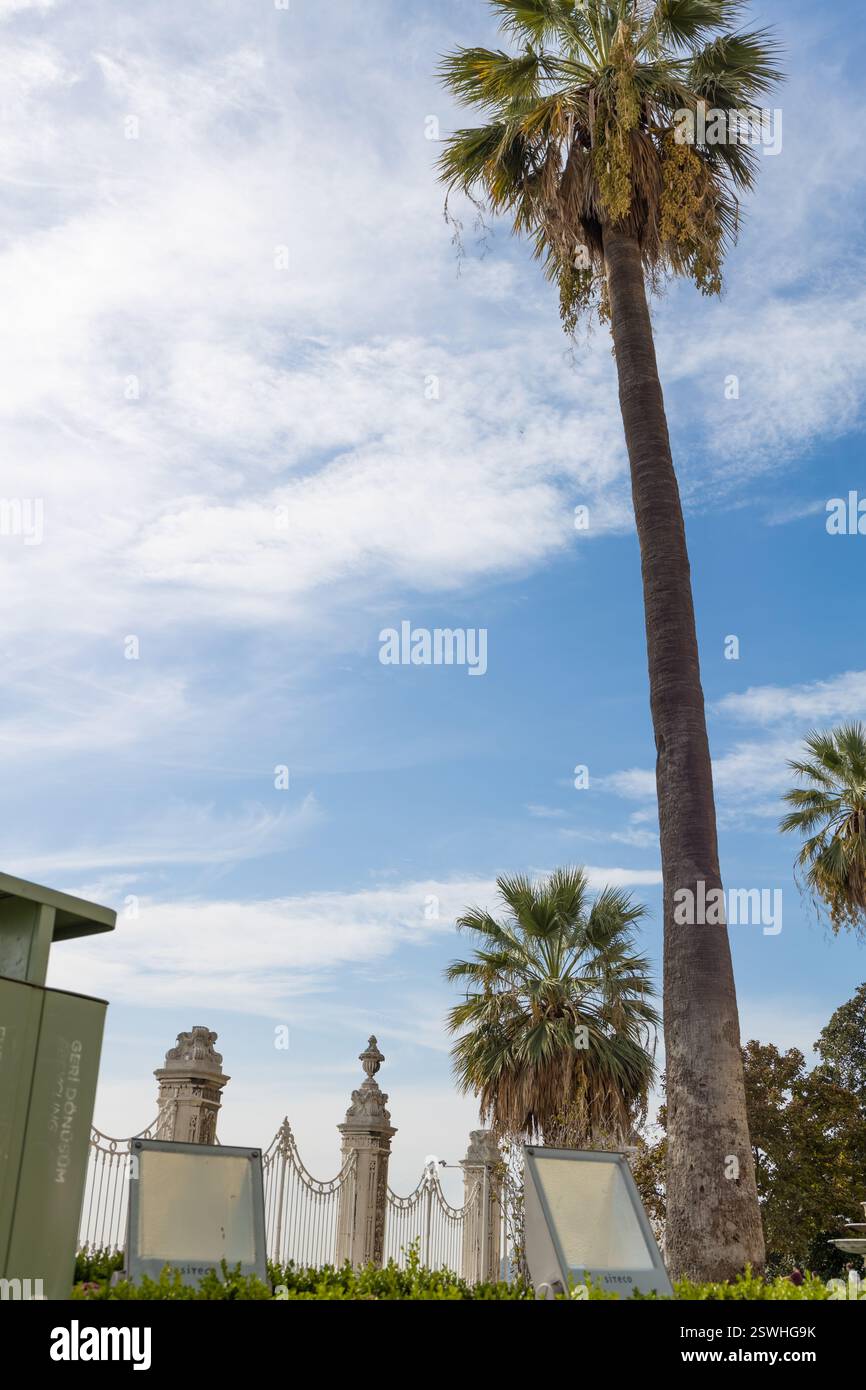 Istanbul Turkey, October 22, 2023, Palm tree in Dolmabahce palace and ...
