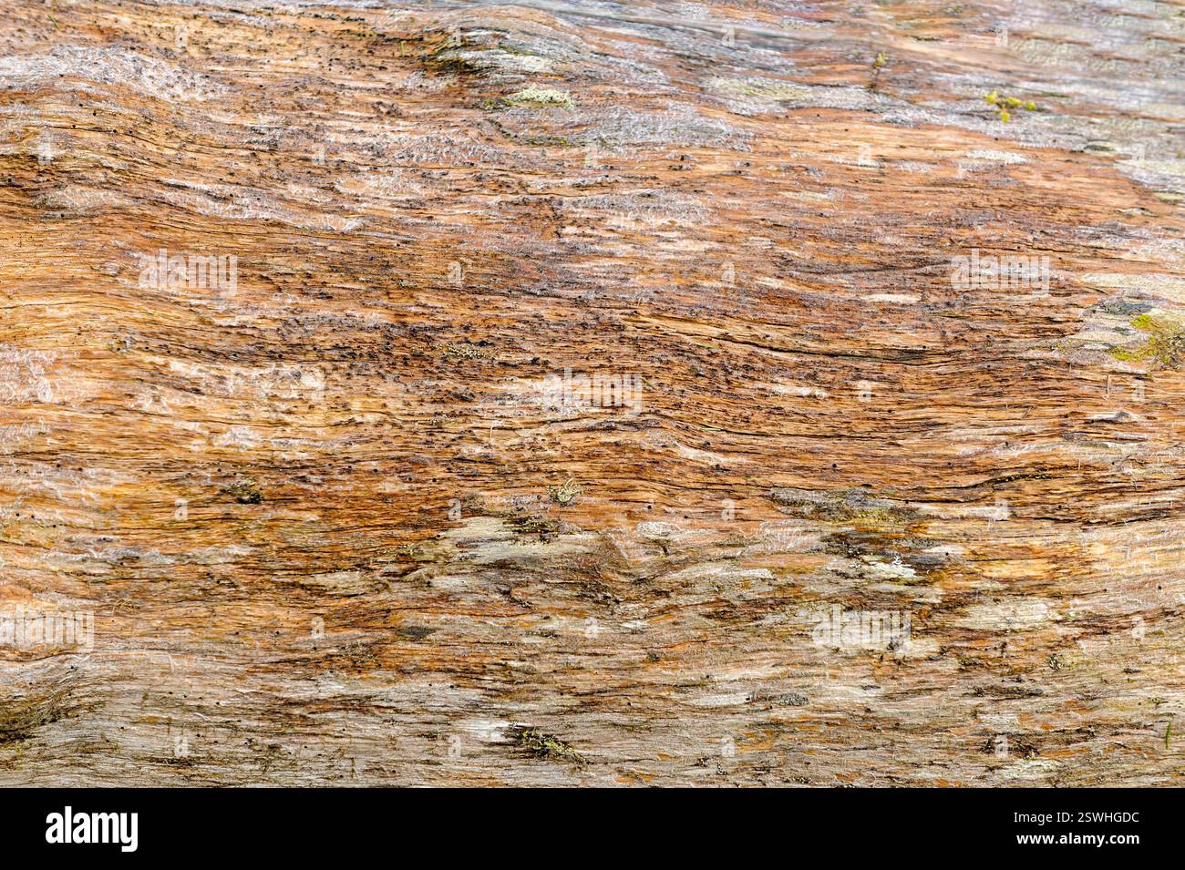 Close-up view of aged wood shows intricate textures and warm colors ...