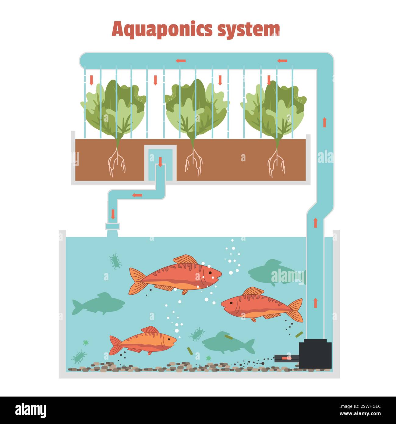 How the Aquaponics system work. Aquaponics system in smart farming ...