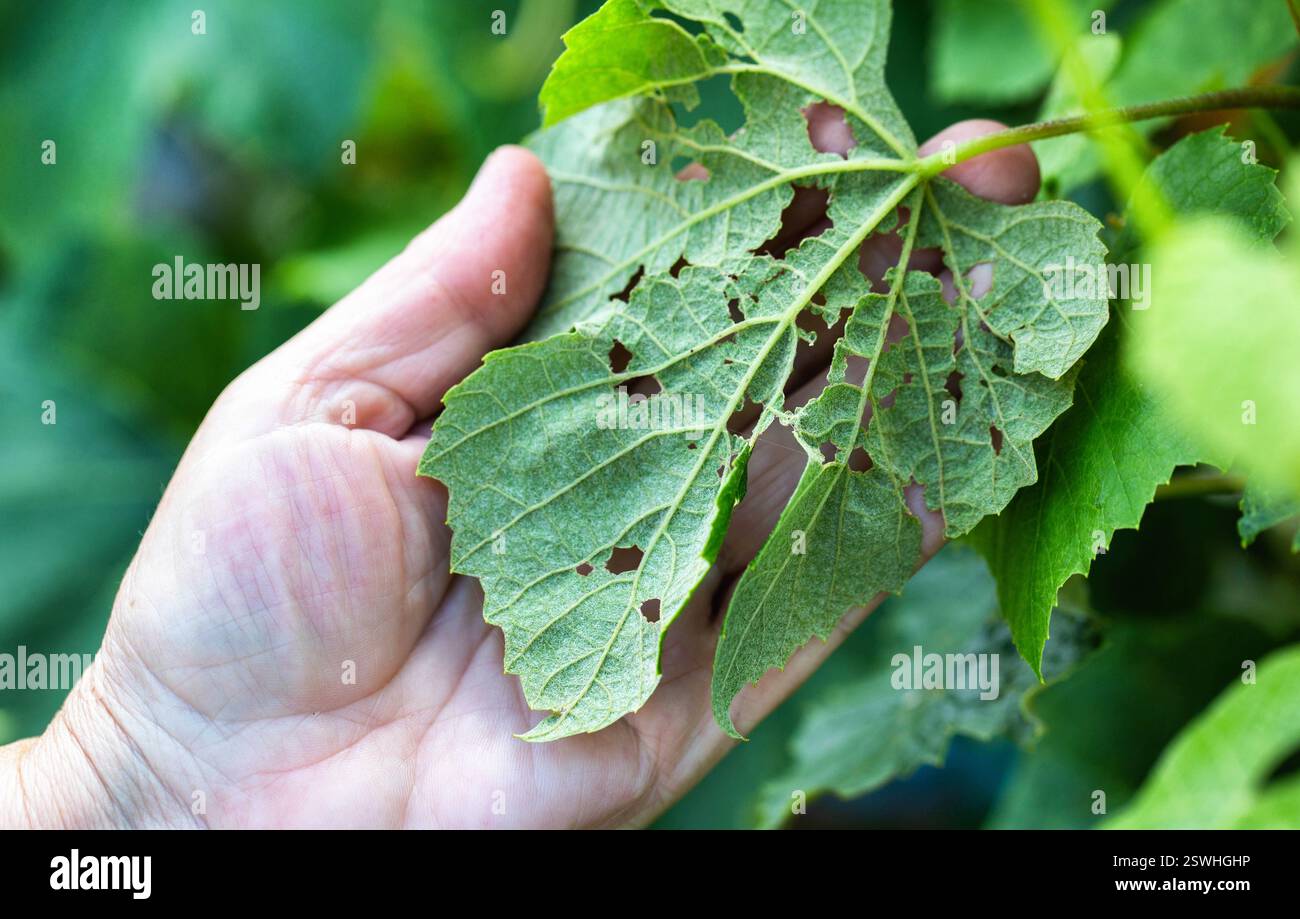 Leaves of a grape plant in a hole, pests and parasites of fruit plants ...