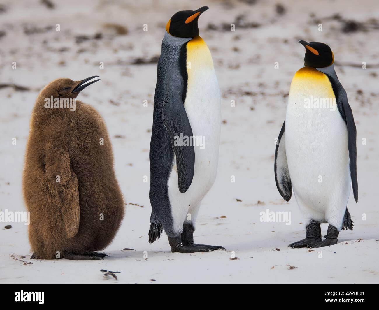 A pair of adult king penguins and their enormous furry chick. Taken on ...