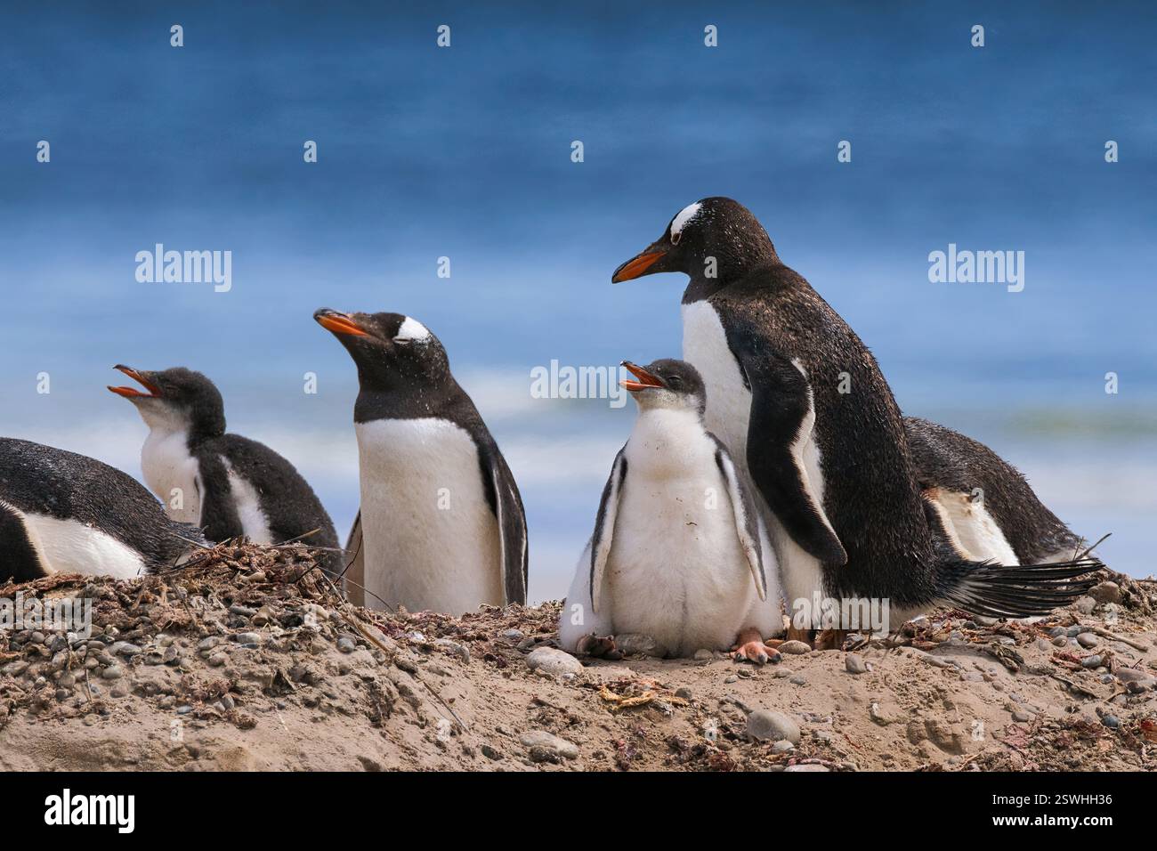 A family of gentoo penguins in the nest. Taken at Saunders Island in ...