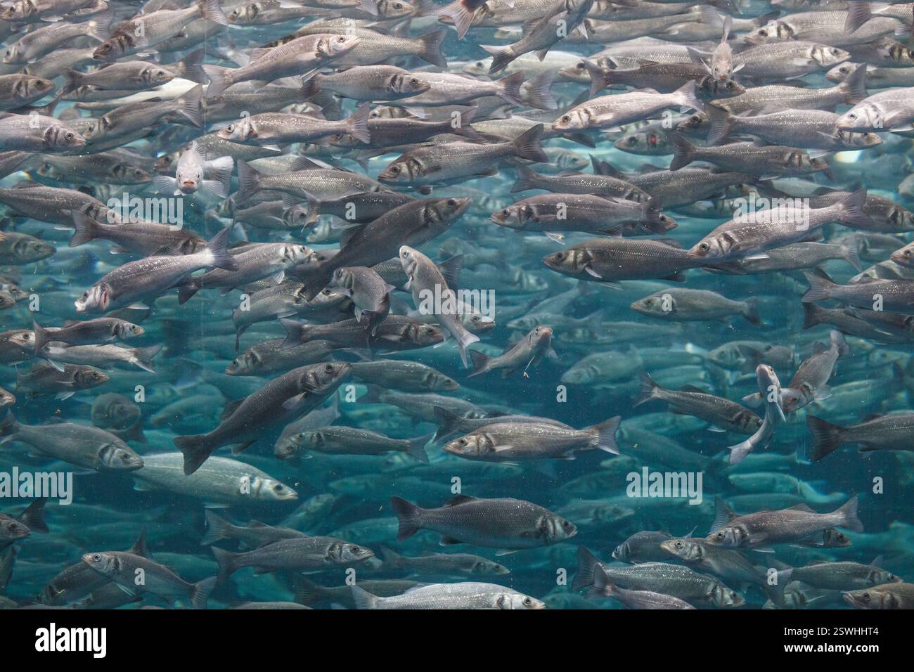 Underwater migration hi-res stock photography and images - Alamy
