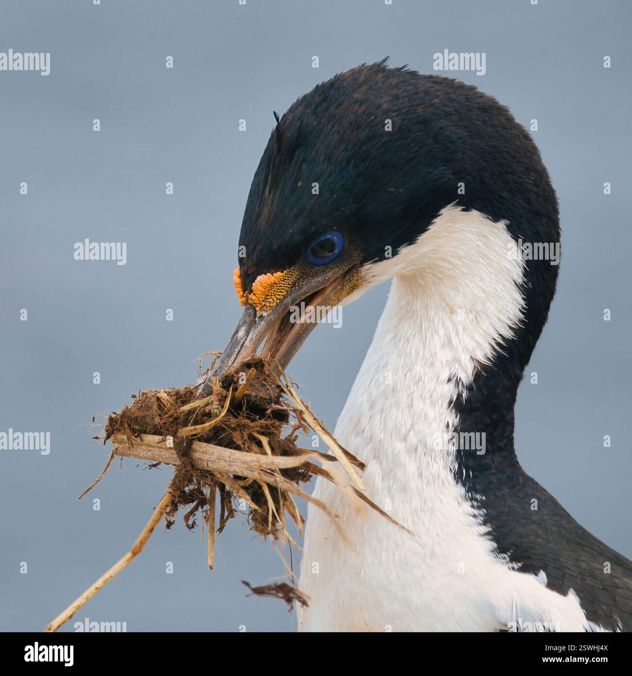 An Imperial Shag, also known as the Imperial Cormorant, busy collecting ...