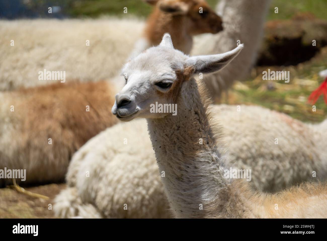 Beautiful llama portrait captured in Peru showcasing its detailed ...