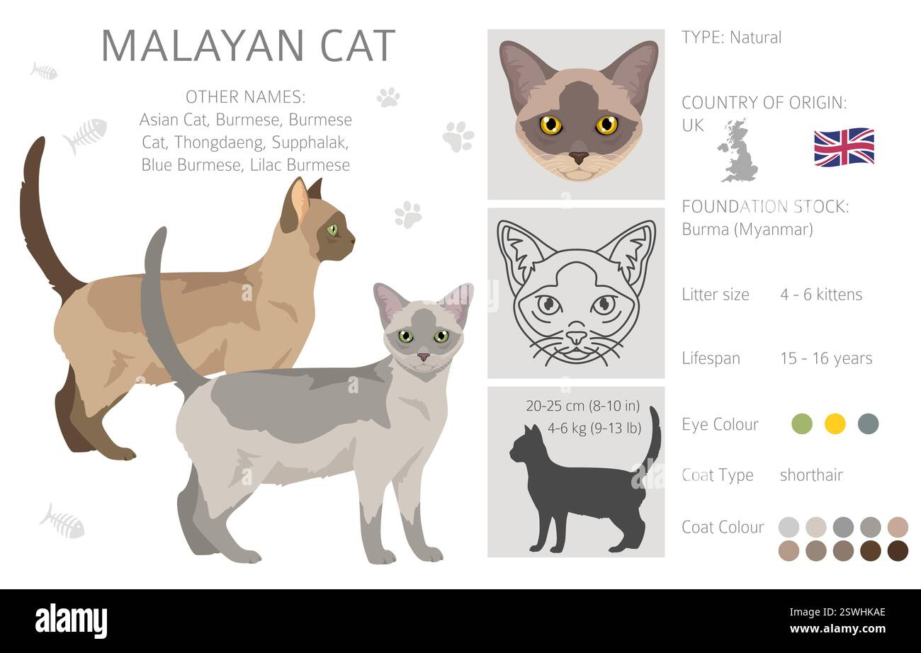 Malayan Cat clipart. Asian Cat, Burmese. All coat colors set. All cat ...