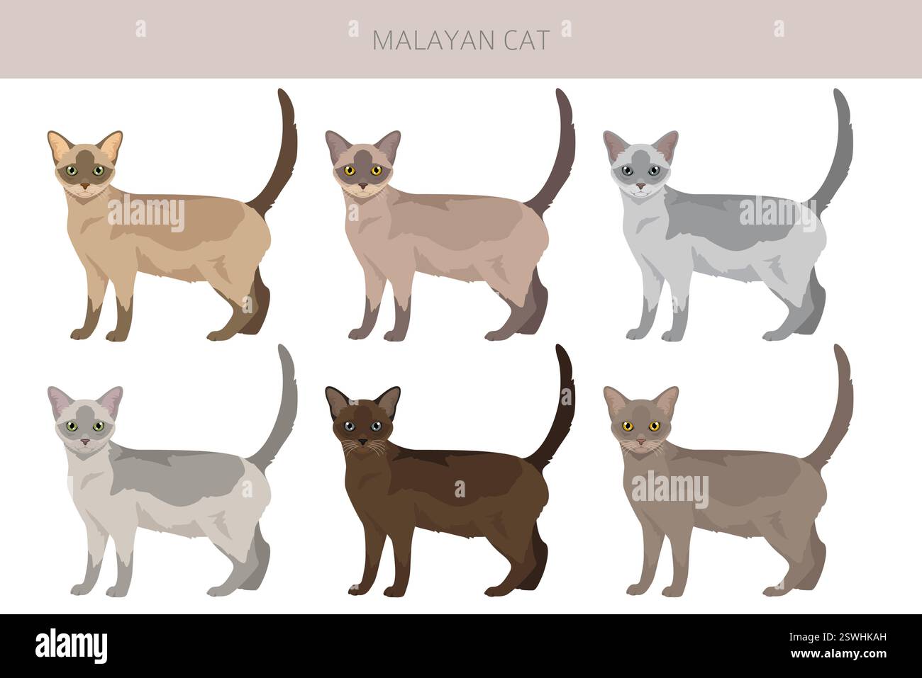 Malayan Cat clipart. Asian Cat, Burmese. All coat colors set. All cat ...