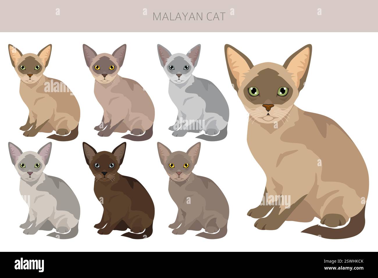 Malayan Cat clipart. Asian Cat, Burmese. All coat colors set. All cat ...